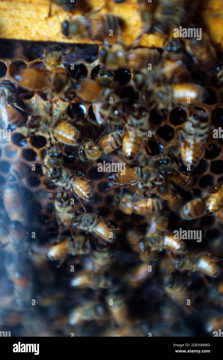 Closeup of worker bees in cross section of beehive display Stock Photo ...