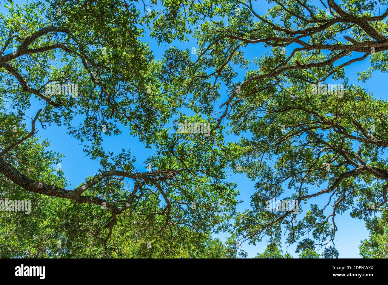 Southern live oak tree branches (Quercus virginiana) against blue sky ...