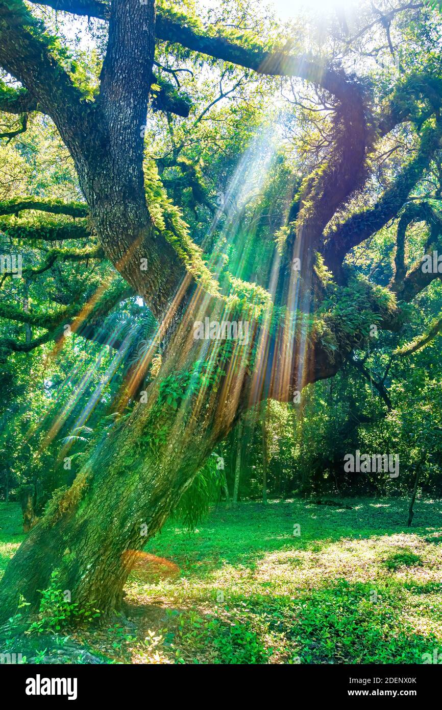 Light rays hitting a southern live oak tree (Quercus virginiana ...