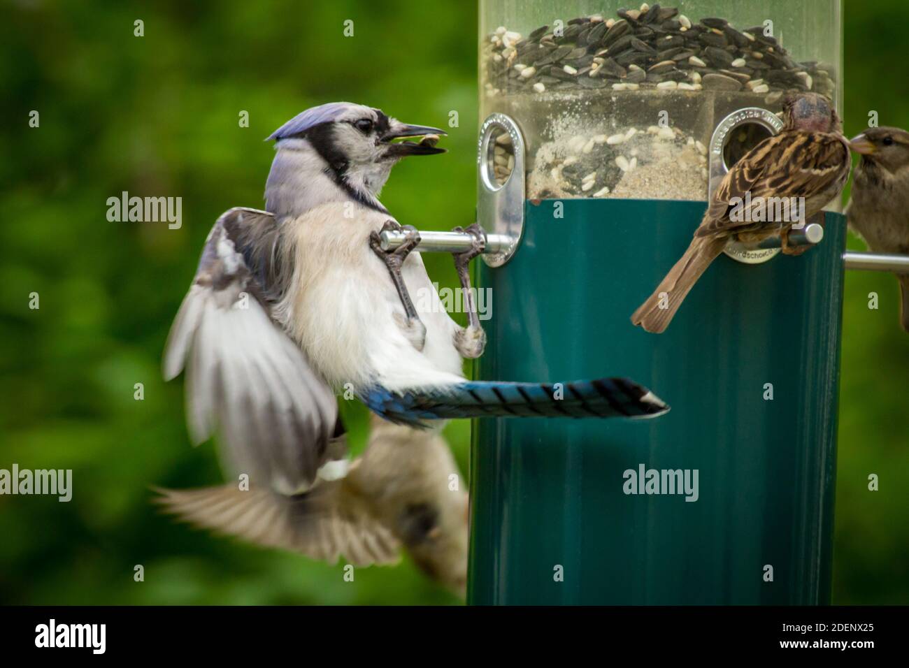 North American Blue Jay flapping wings while landing on bird feeder ...