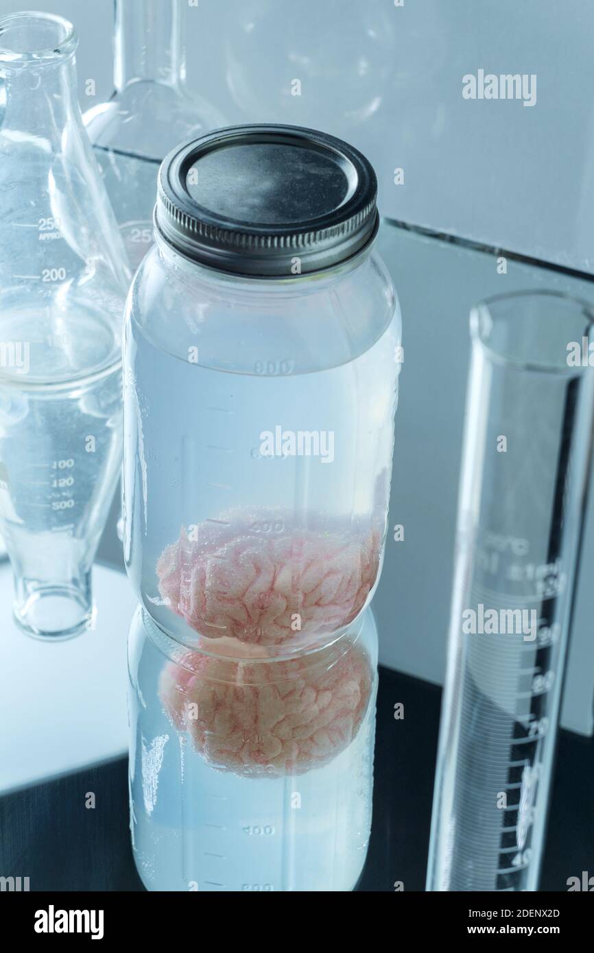 Human brain preserved in formaldehyde for science experiments and ...