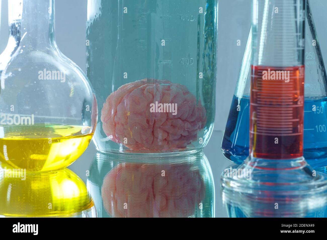Human brain preserved in formaldehyde for science experiments and ...