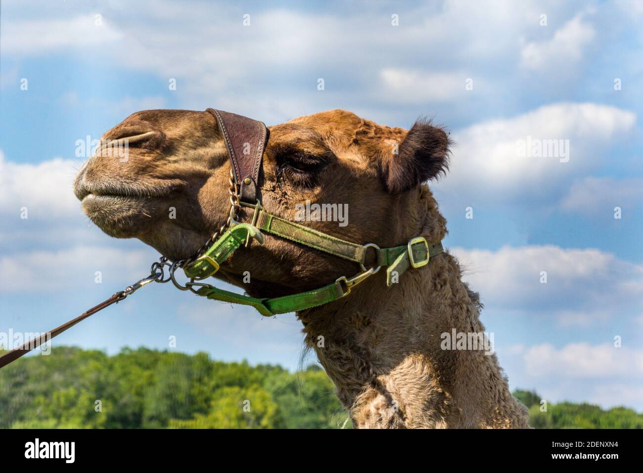 Happy camel in zoo hi-res stock photography and images - Alamy