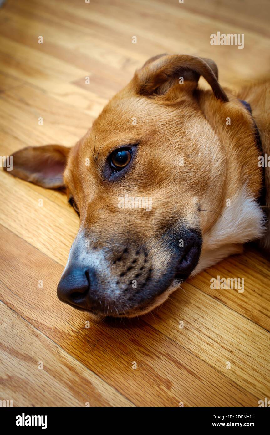 Handsome combai terrier breed dog relaxed on hard wood floor Stock ...