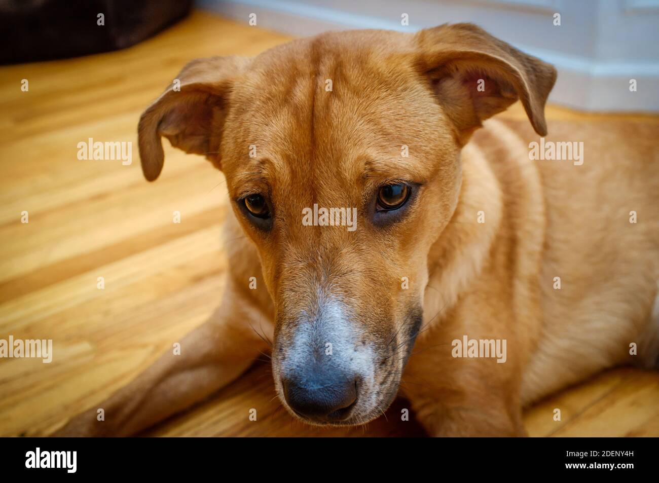 Combai dog hi-res stock photography and images - Alamy