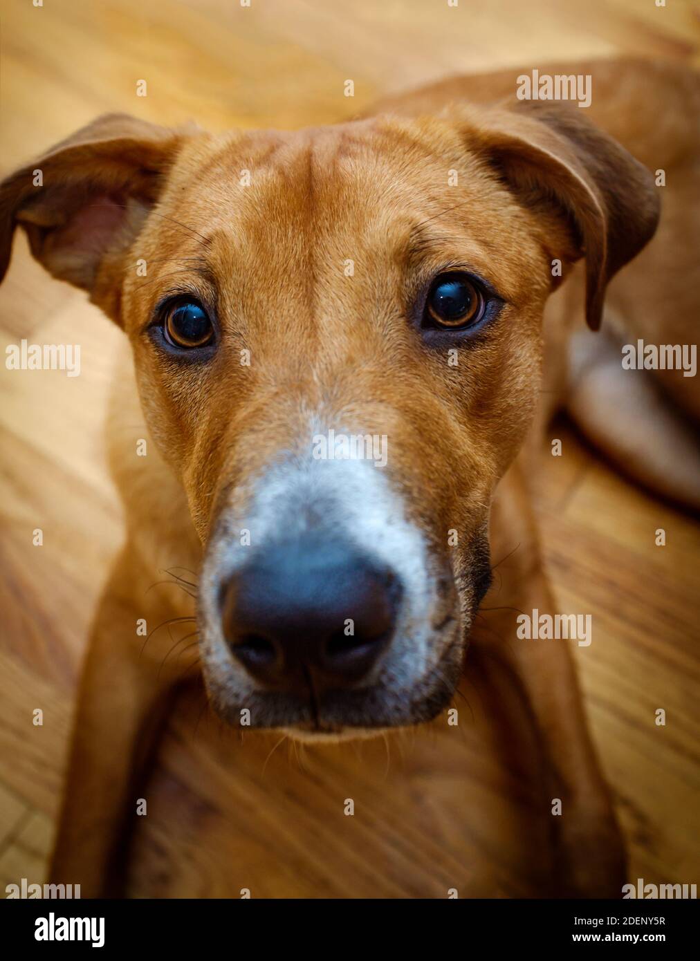 Handsome combai terrier breed dog relaxed on hard wood floor Stock ...