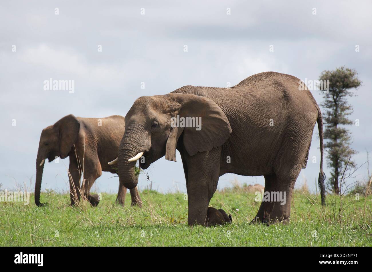 Kneeling elephant, Uganda Stock Photo - Alamy