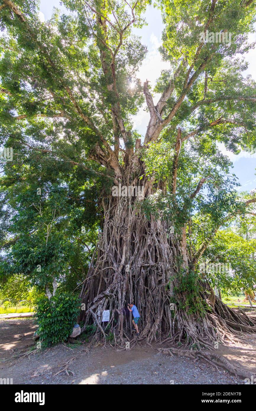Giant fig tree hi-res stock photography and images - Alamy