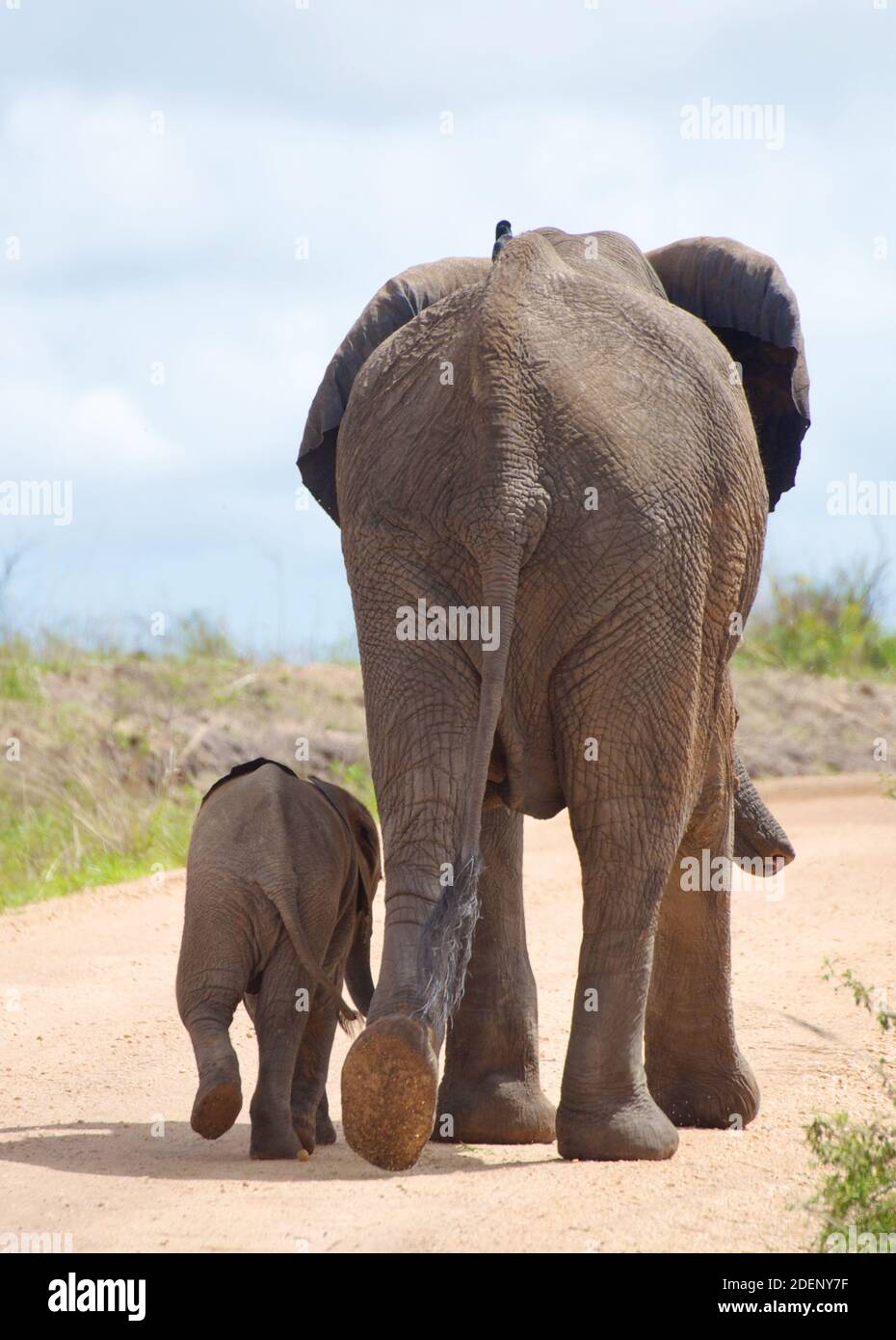 Baby elephant Walking side by side with mother away from camera, Uganda ...