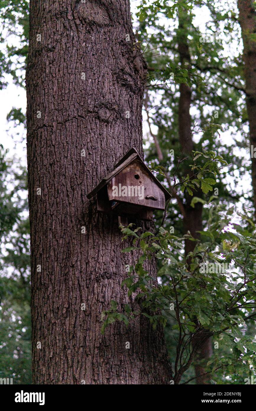 Bird House on a Tree Stock Photo - Alamy