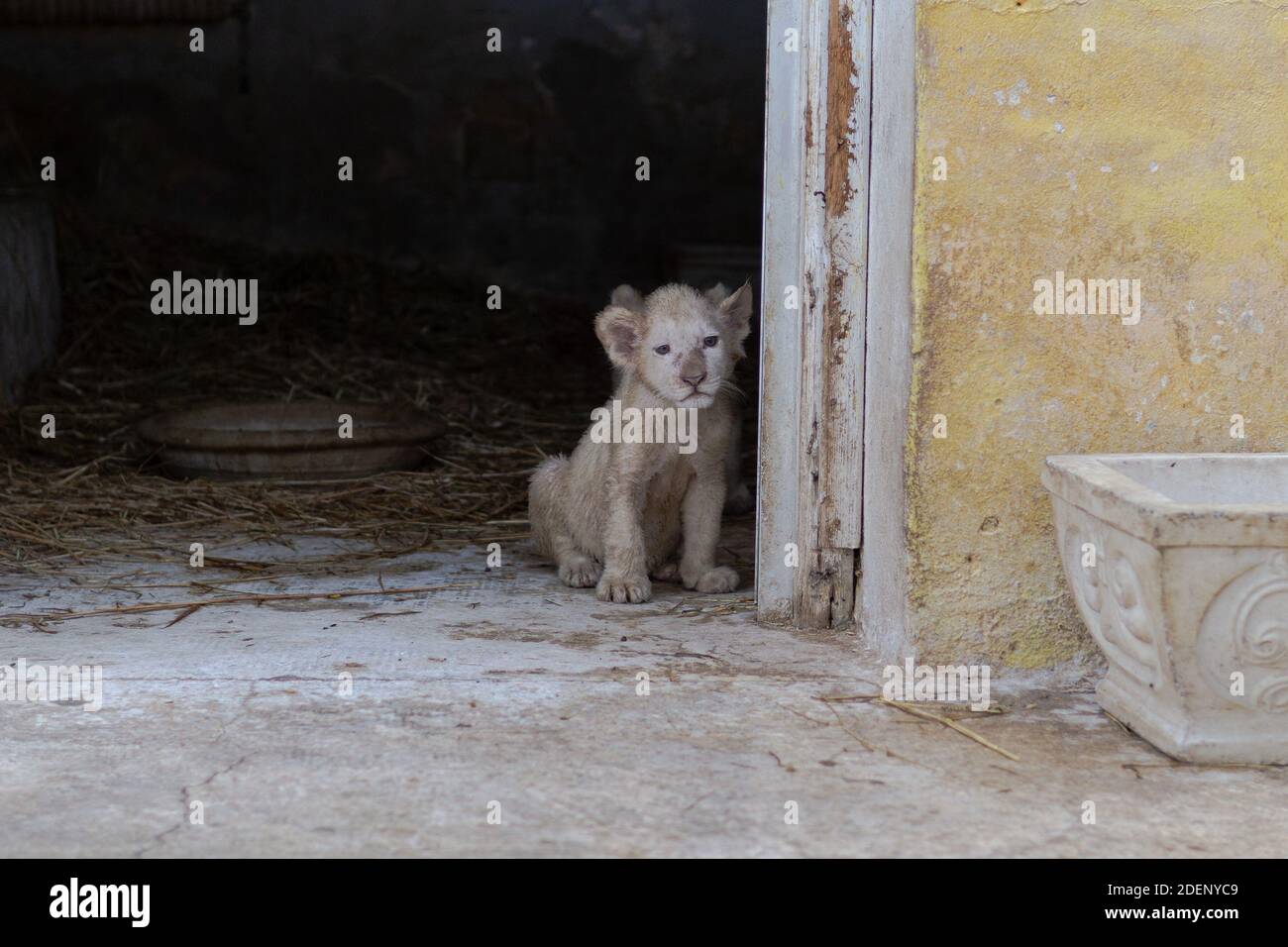 Sad Baby Lion between a door Stock Photo - Alamy