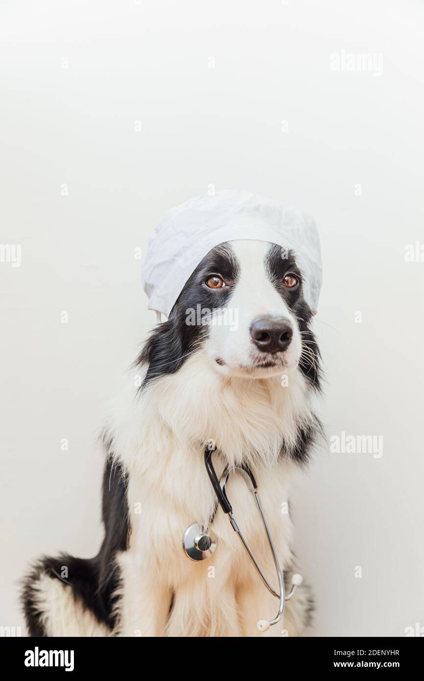Puppy dog border collie with stethoscope dressed in doctor costume ...