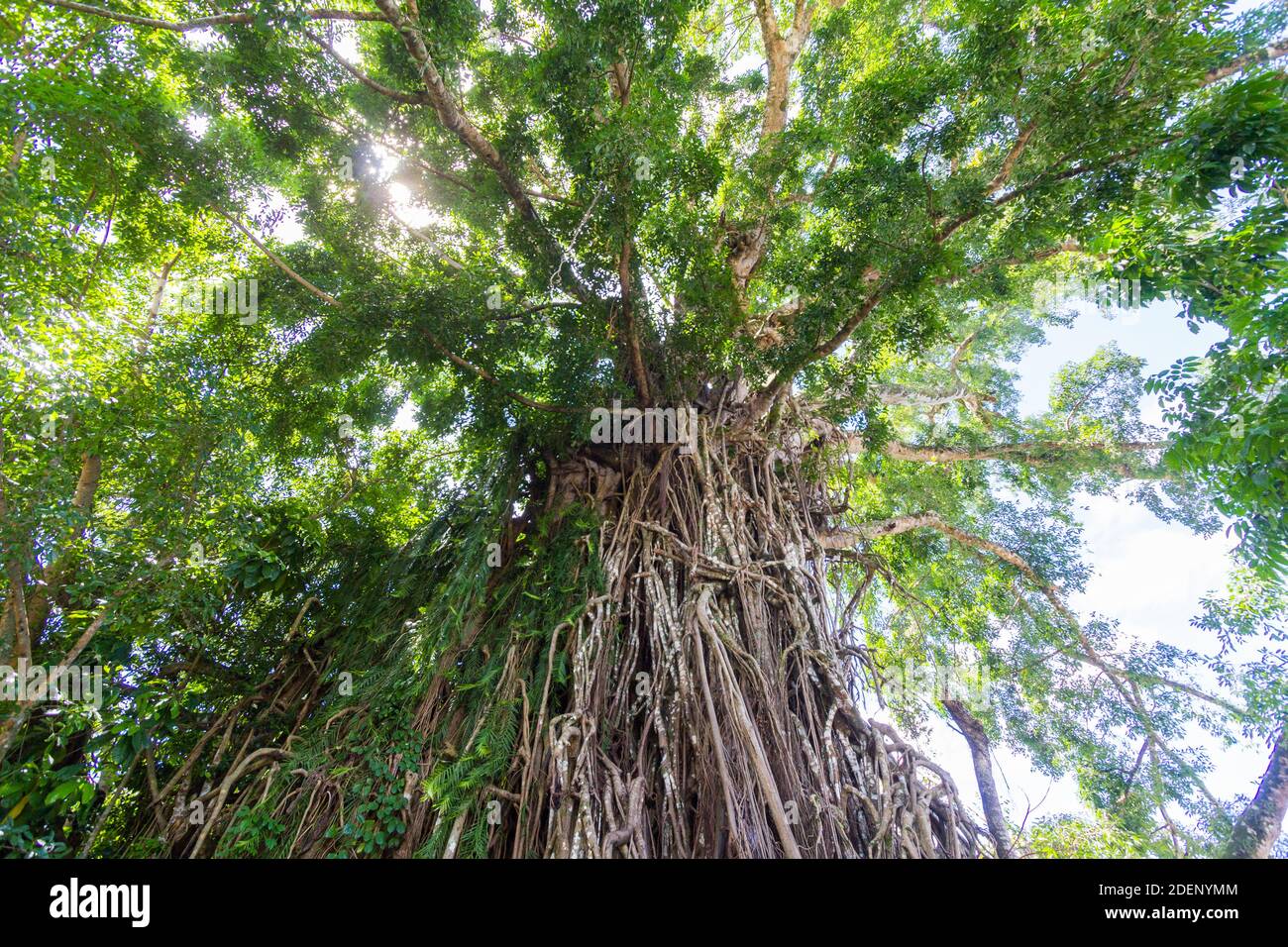 Giant fig tree hi-res stock photography and images - Alamy