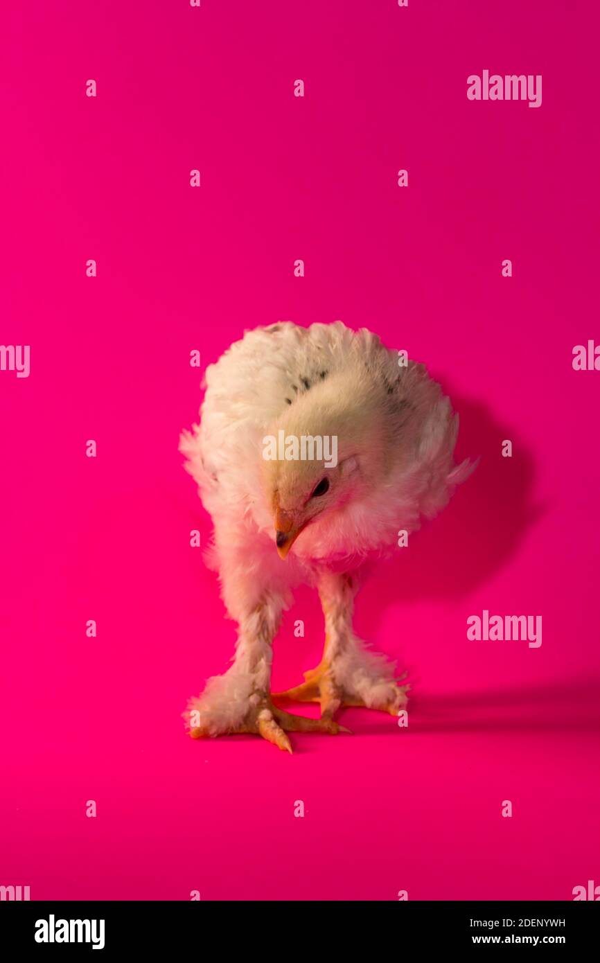Young adolescent light Brahma chicken farm hen on pink Stock Photo - Alamy
