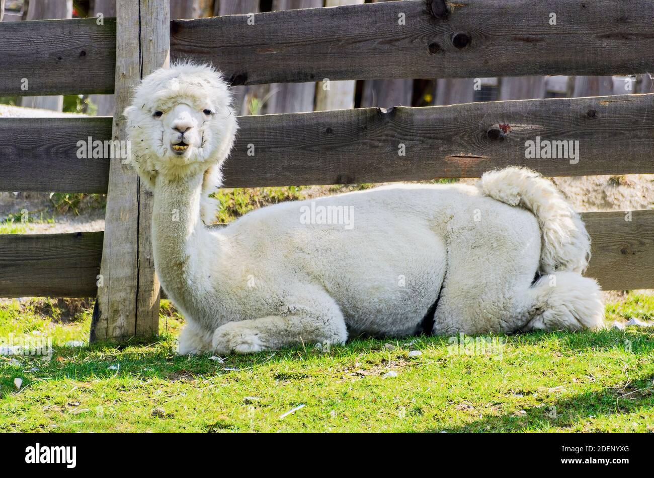 white fresh sheared alpaca lying at a fence looking into the camera ...