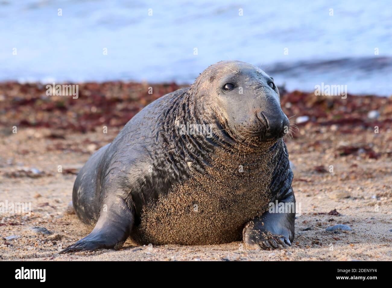 large Grey (Atlantic Seal) on the beach in Norfolk England Stock Photo ...
