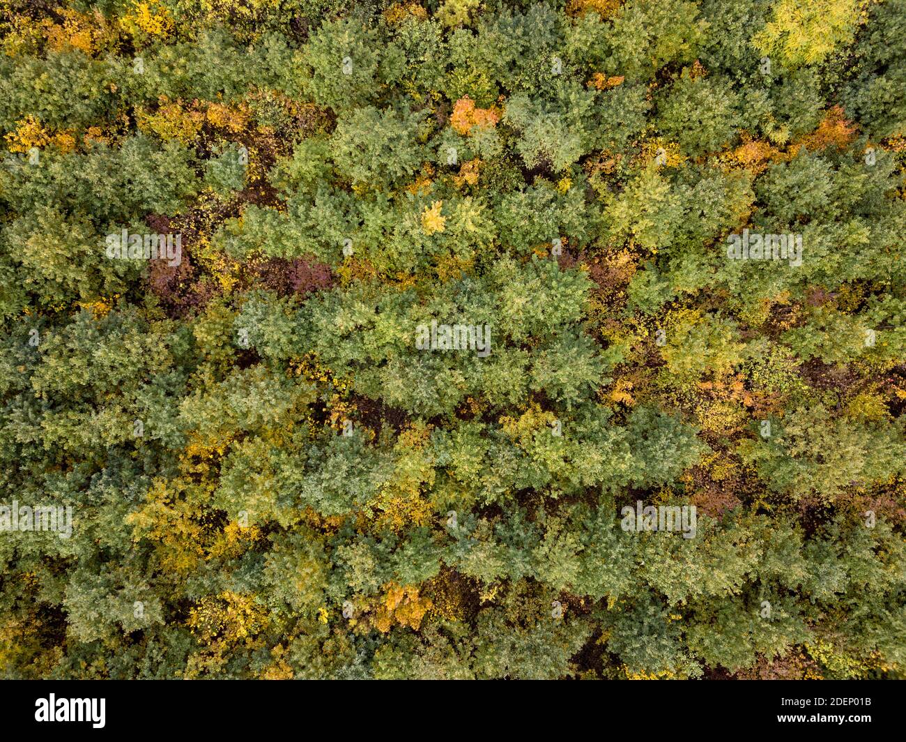 Aerial view from a drone above forest plantation from young trees Stock ...