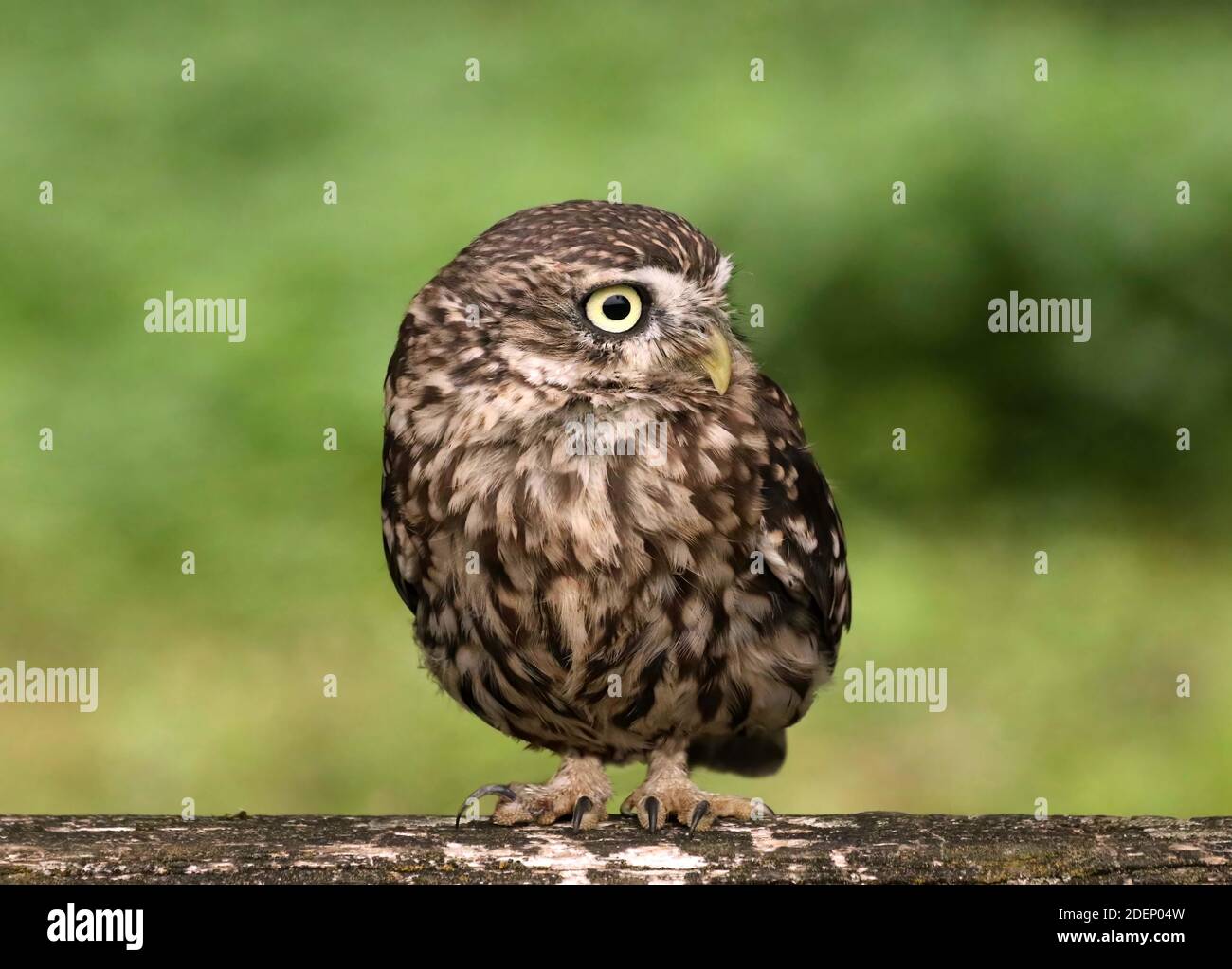 little owl with his head turned listening and watching Stock Photo - Alamy