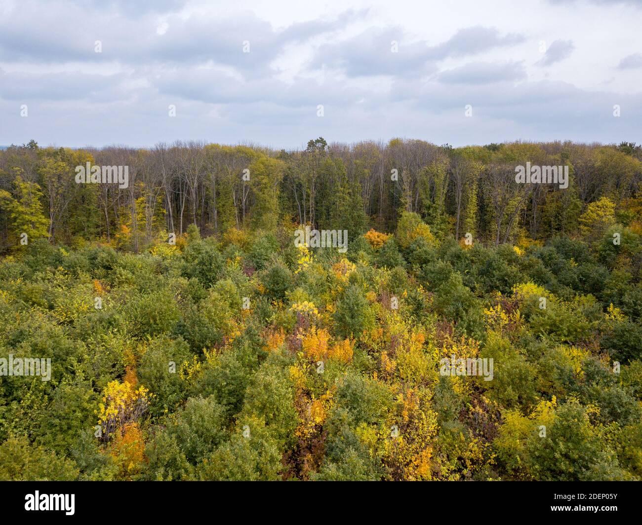 Autumn landscape from a drone above the forest with young trees and ...
