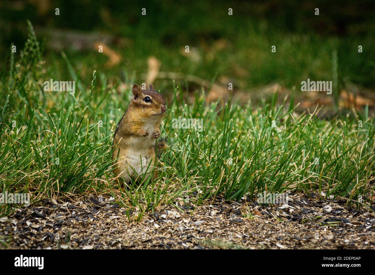 North American chipmunk exploring the yard early spring and eating ...