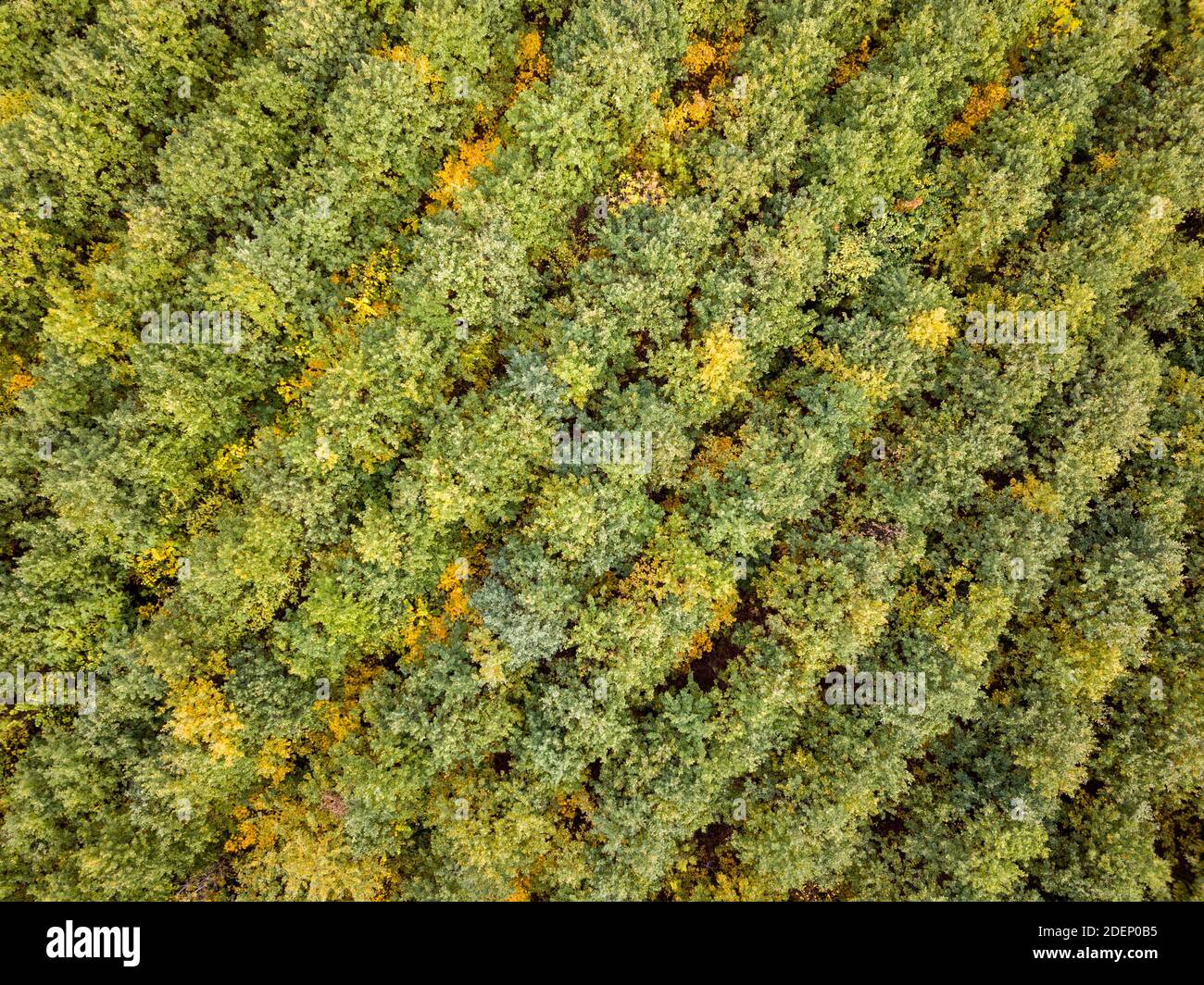 Top aerial view from a drone above autumn forest from young trees Stock ...