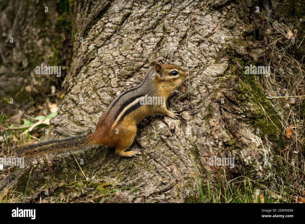 North American chipmunk exploring the yard early spring Stock Photo - Alamy