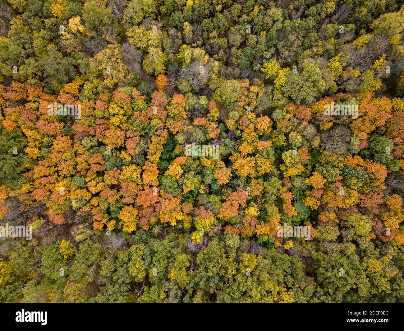 Aerial autumn landscape from colorful trees in the forest area Stock ...
