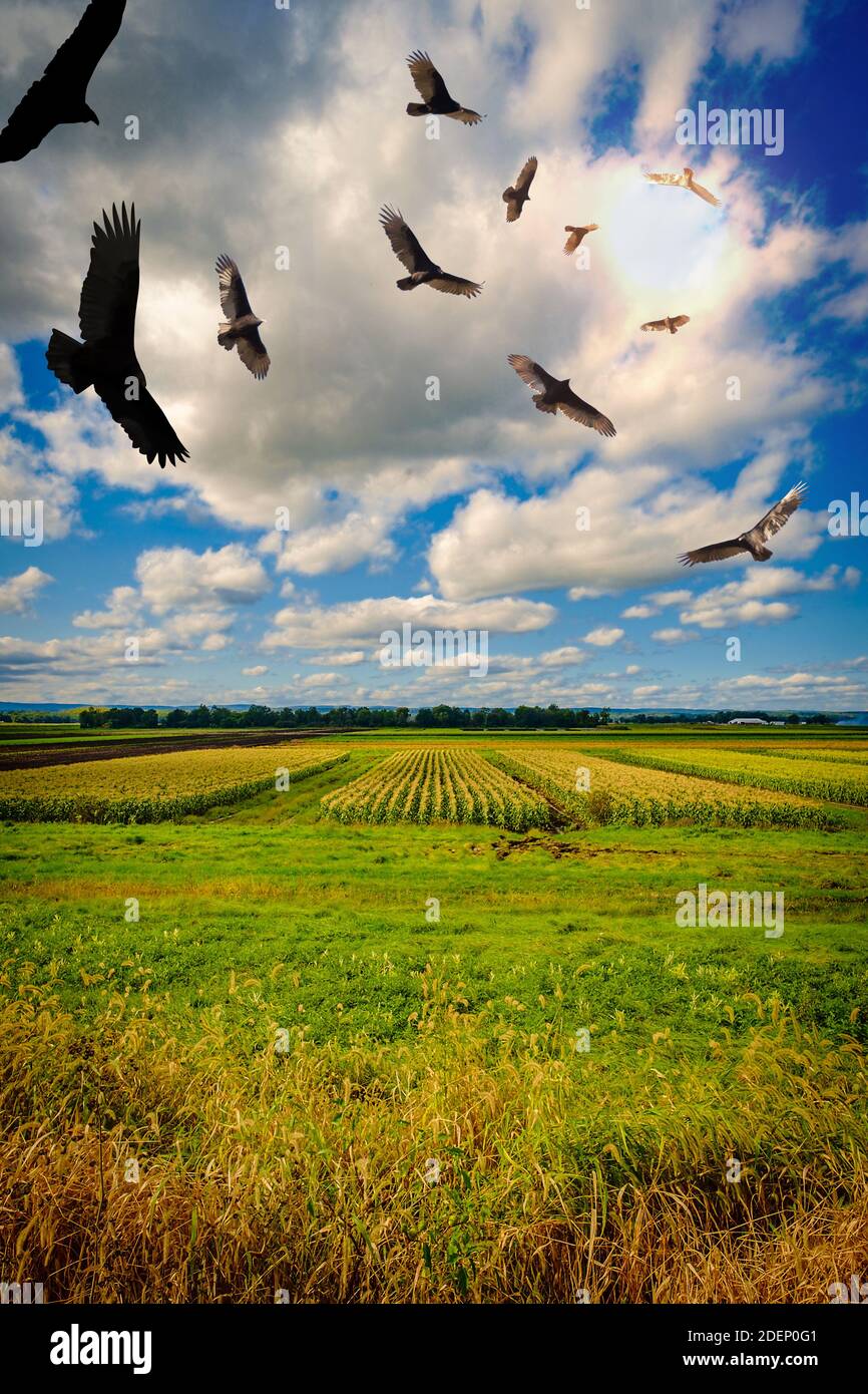 Flock of menacing circling turkey vultures hover high up in the sky ...