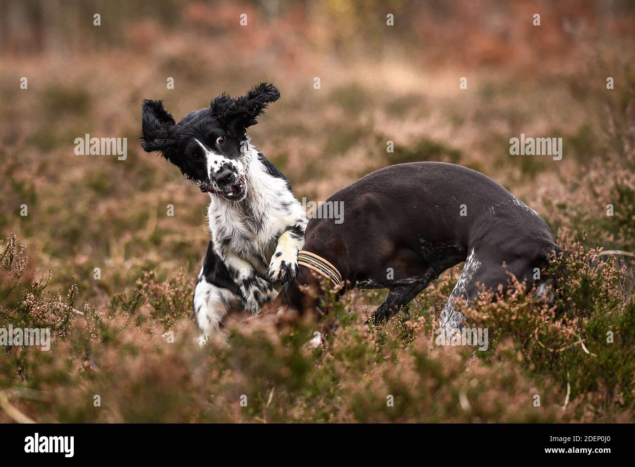 A Springer Spaniel playing with a German Shorthaired Pointer on ...