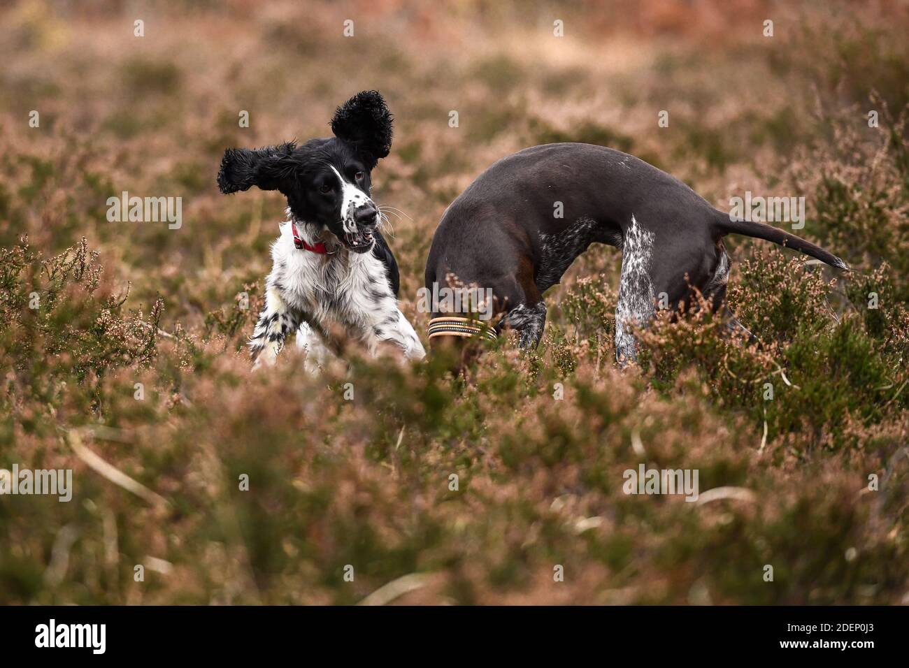 A Springer Spaniel playing with a German Shorthaired Pointer on ...