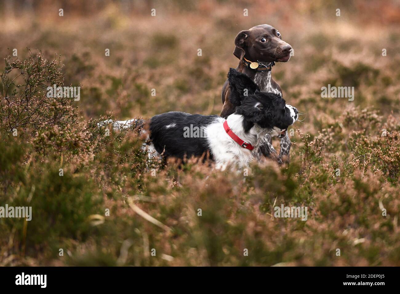 A Springer Spaniel playing with a German Shorthaired Pointer on ...