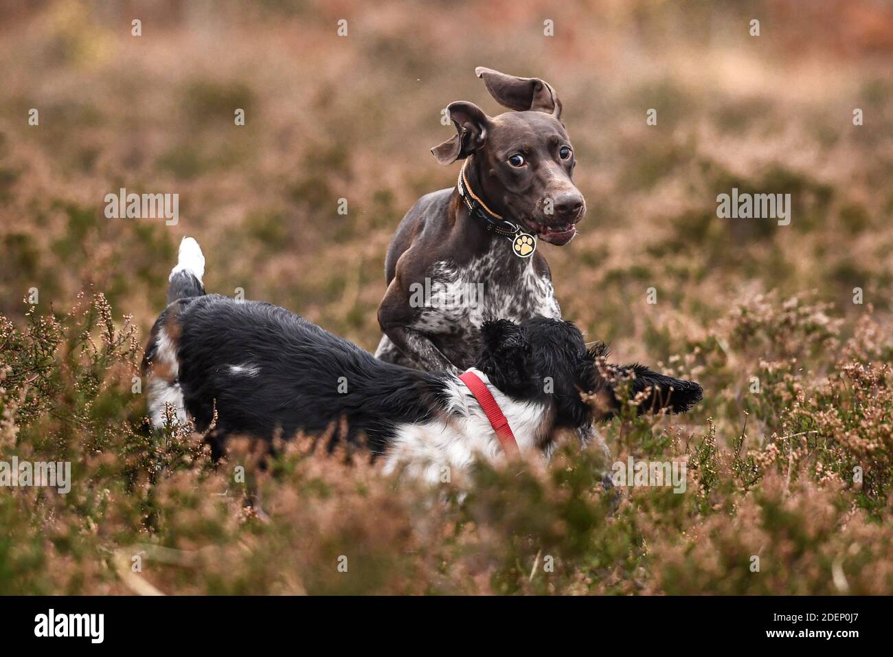 German spaniel hi-res stock photography and images - Alamy