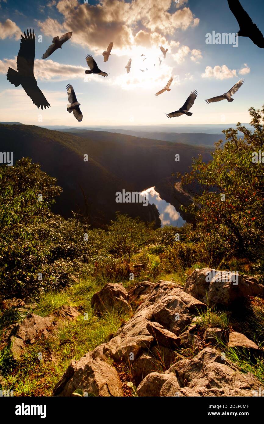 Flock of menacing circling turkey vultures hover high up in the sky at ...
