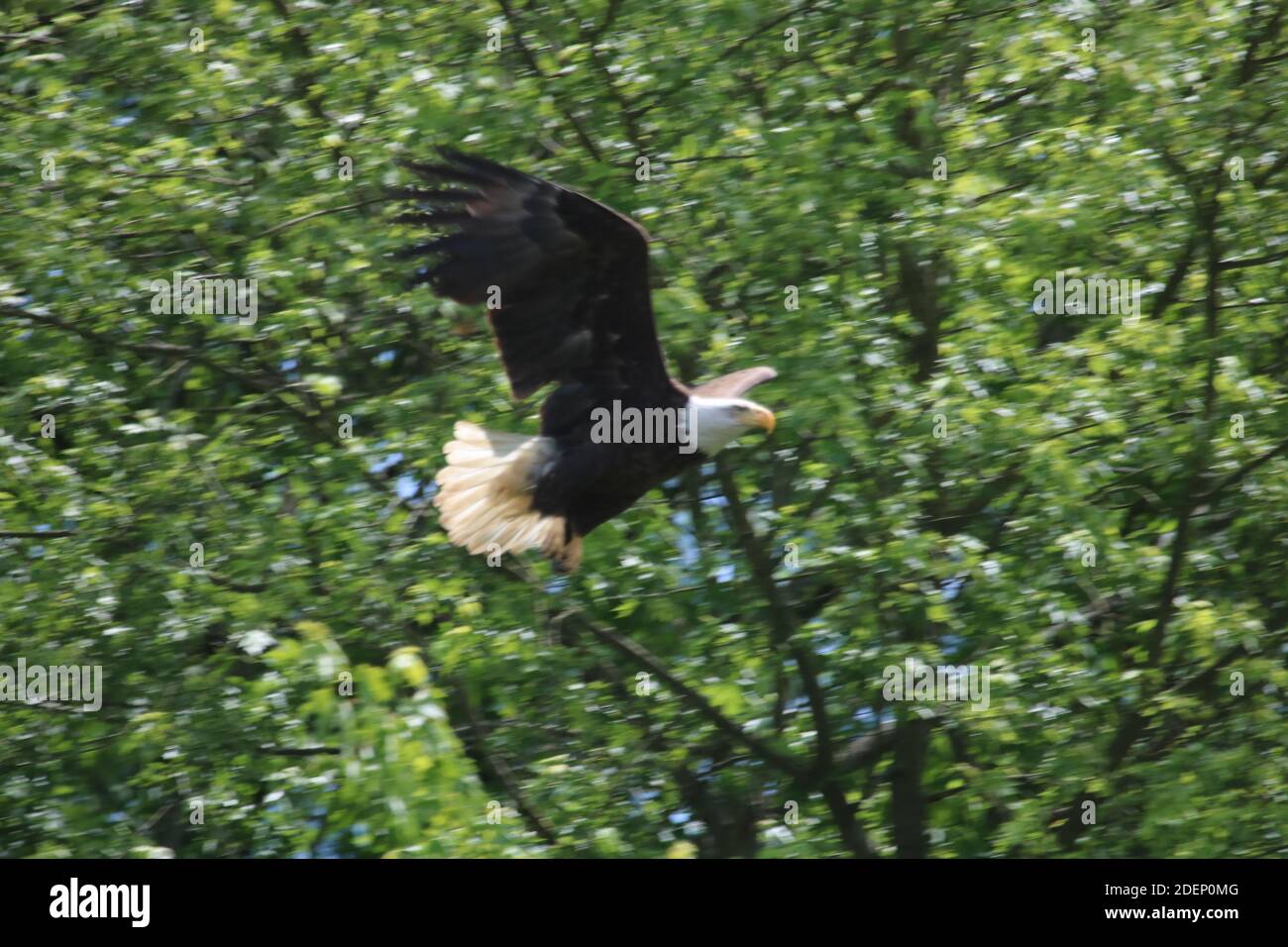 Bald Eagle taking flight Stock Photo - Alamy