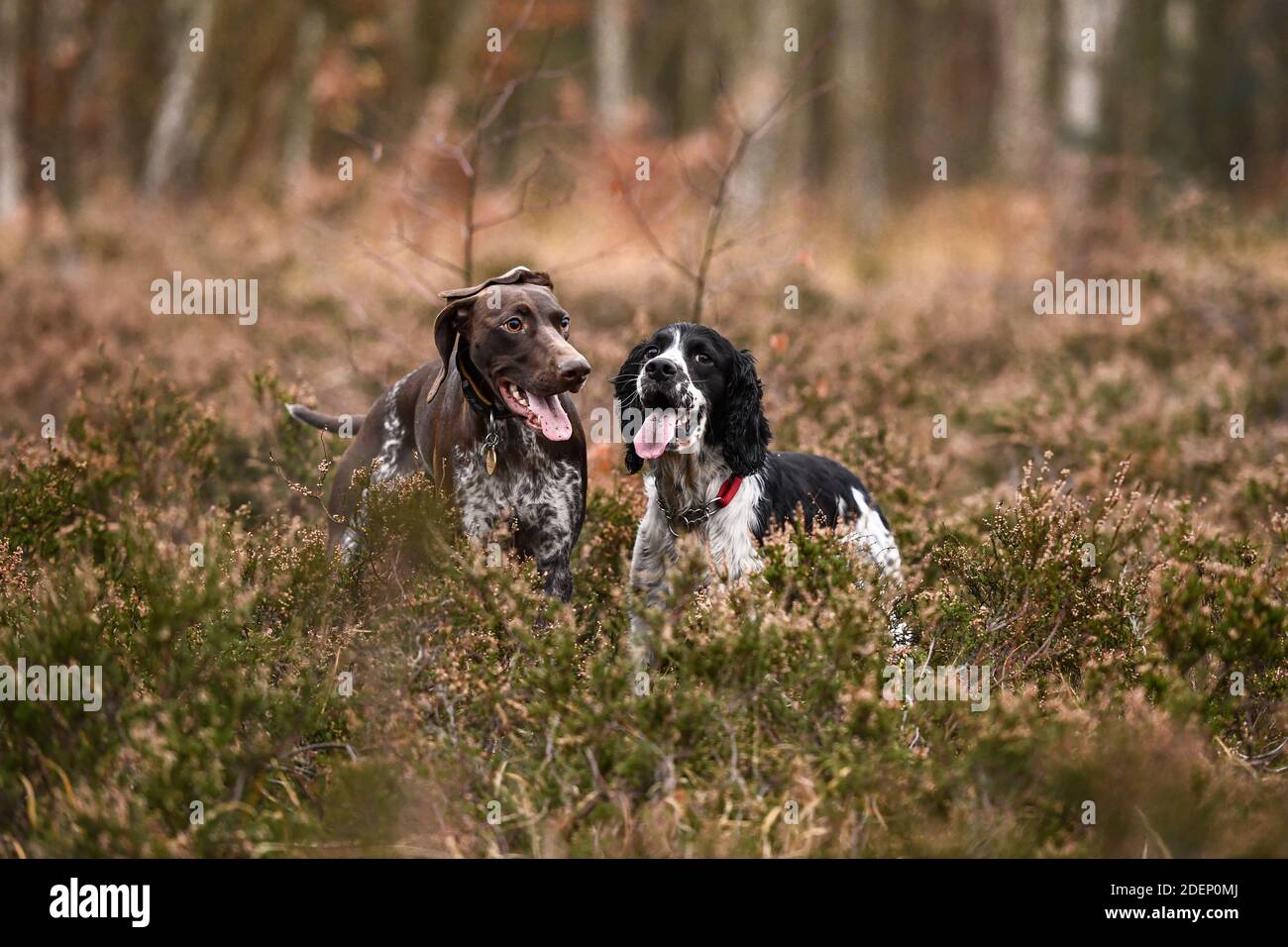 A Springer Spaniel playing with a German Shorthaired Pointer on ...