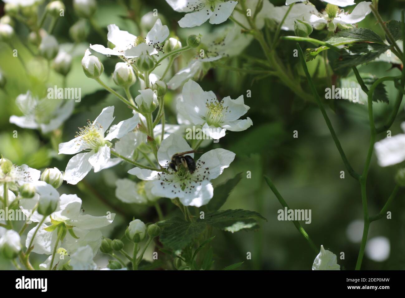 Honeybee collecting pollen Stock Photo - Alamy