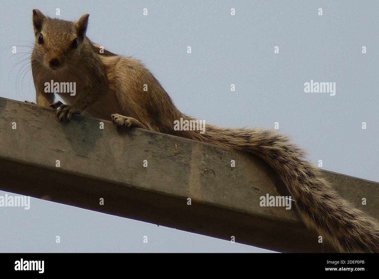 Cute chipmunk balancing on an electricity pylon in Rajasthan, India ...