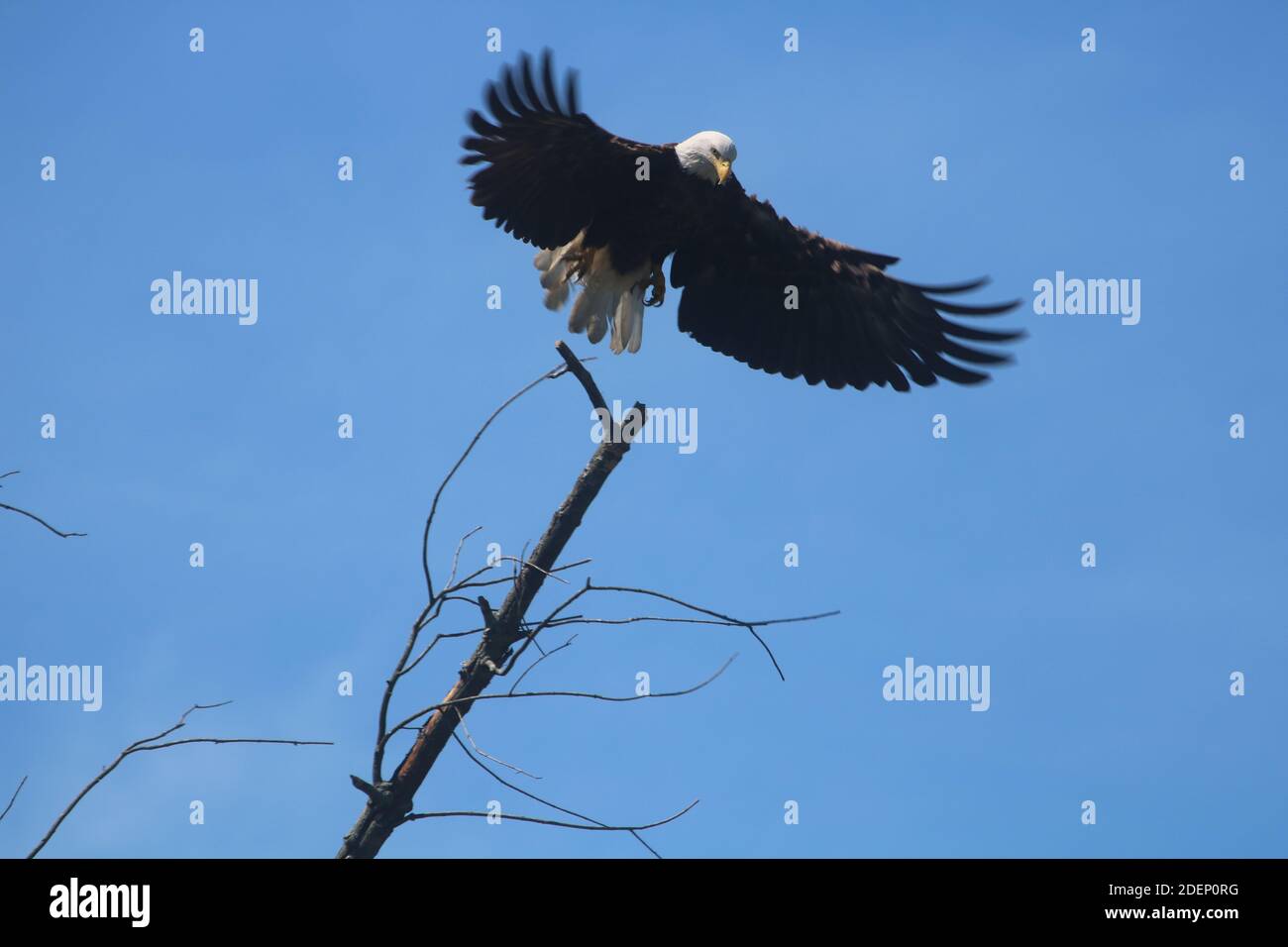 Bald Eagle taking off Stock Photo - Alamy