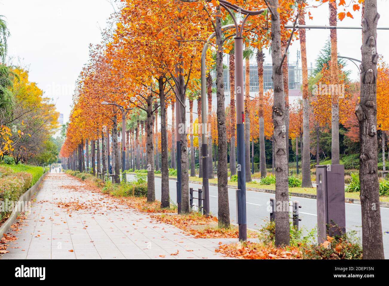 A line of trees in autumn foliage ni Osaka, Japan Stock Photo - Alamy