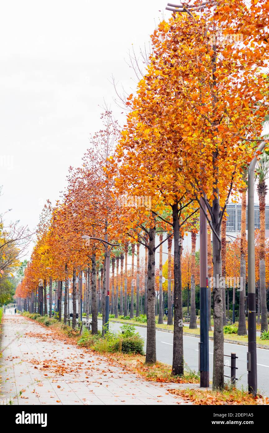 A line of trees in autumn foliage ni Osaka, Japan Stock Photo - Alamy