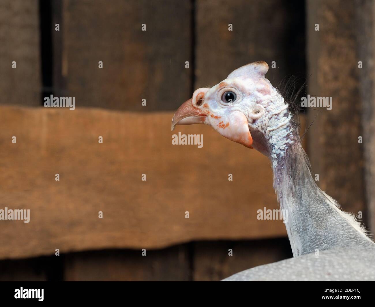 African Guinea fowl. Portrait of a bird Stock Photo - Alamy