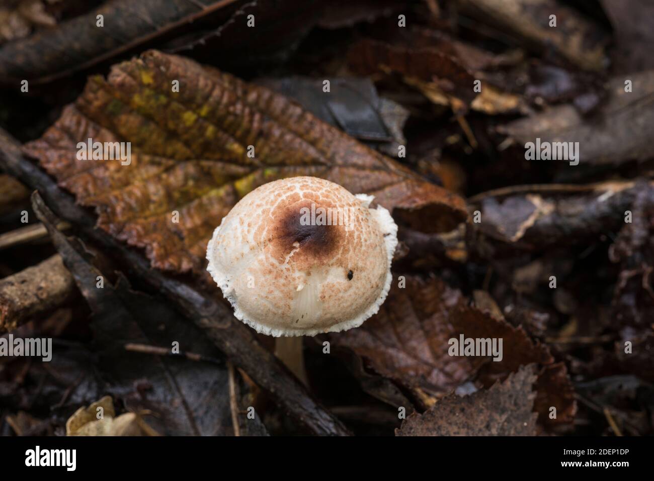 Dapperling hi-res stock photography and images - Alamy