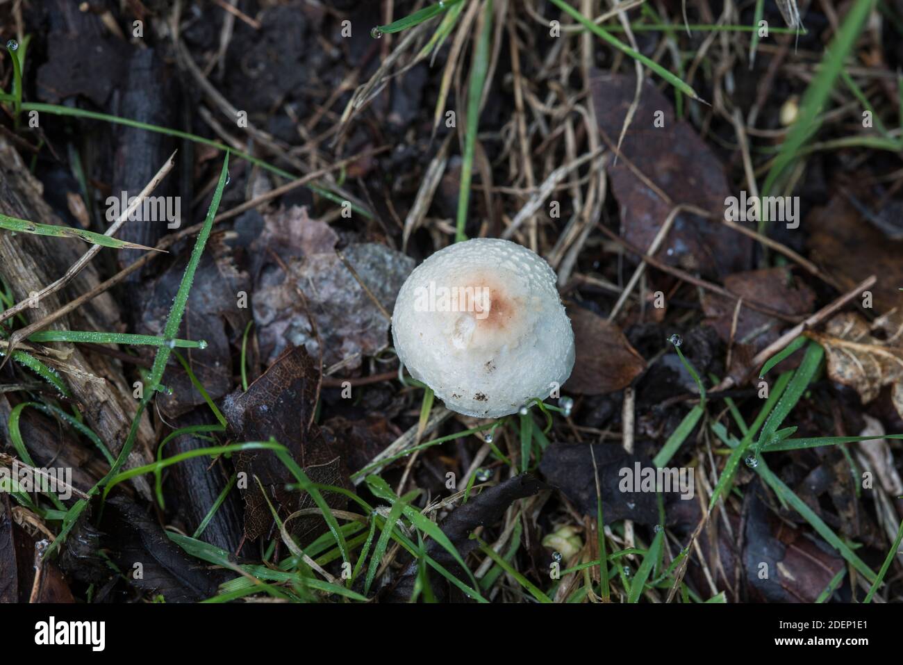 Dapperling hi-res stock photography and images - Alamy