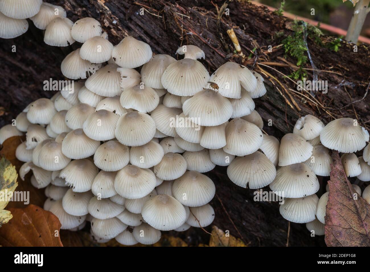 Fairies Inkcap - Coprinus disseminatus Stock Photo - Alamy