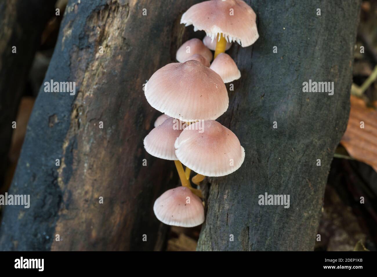 Fungus - a Mycena species with a pinkish cap and yellow stems so might ...