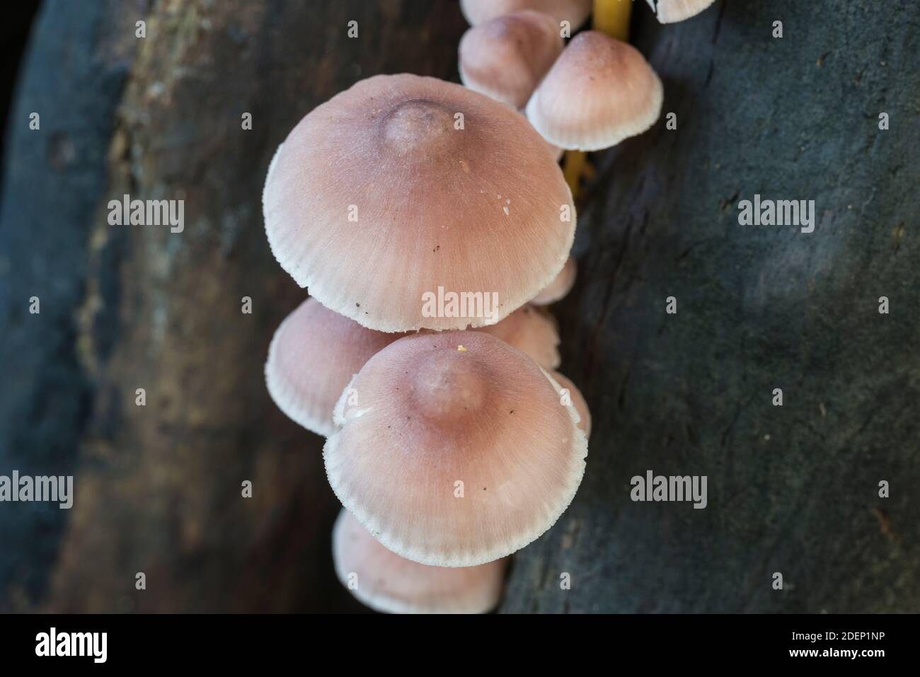 Fungus - a Mycena species with a pinkish cap and yellow stems so might ...