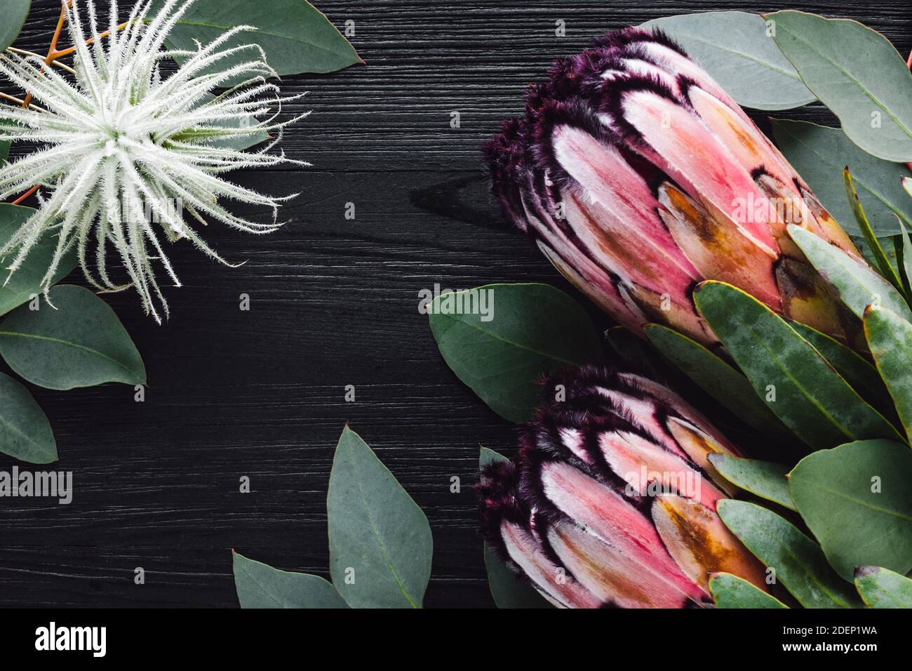 Protea Tree High Resolution Stock Photography and Images - Alamy
