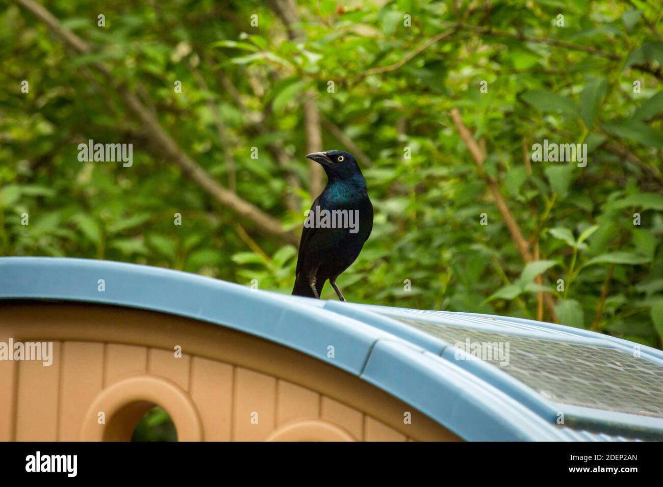 Icterid blackbird hi-res stock photography and images - Alamy