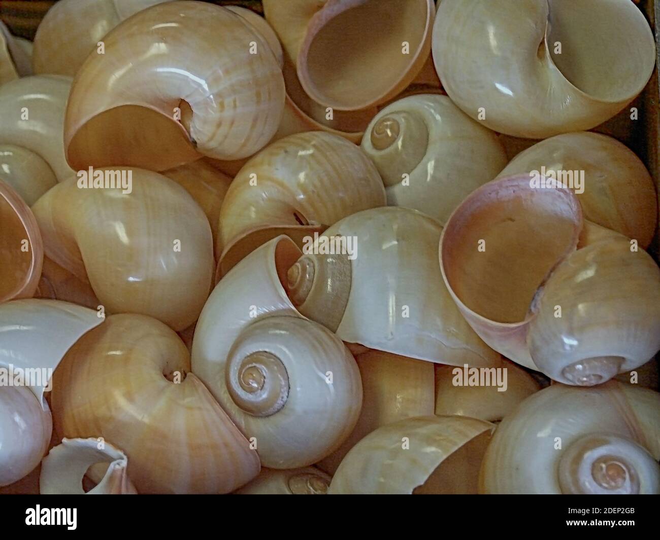 Bunch of colorful moon shells. 3D rendering Stock Photo - Alamy