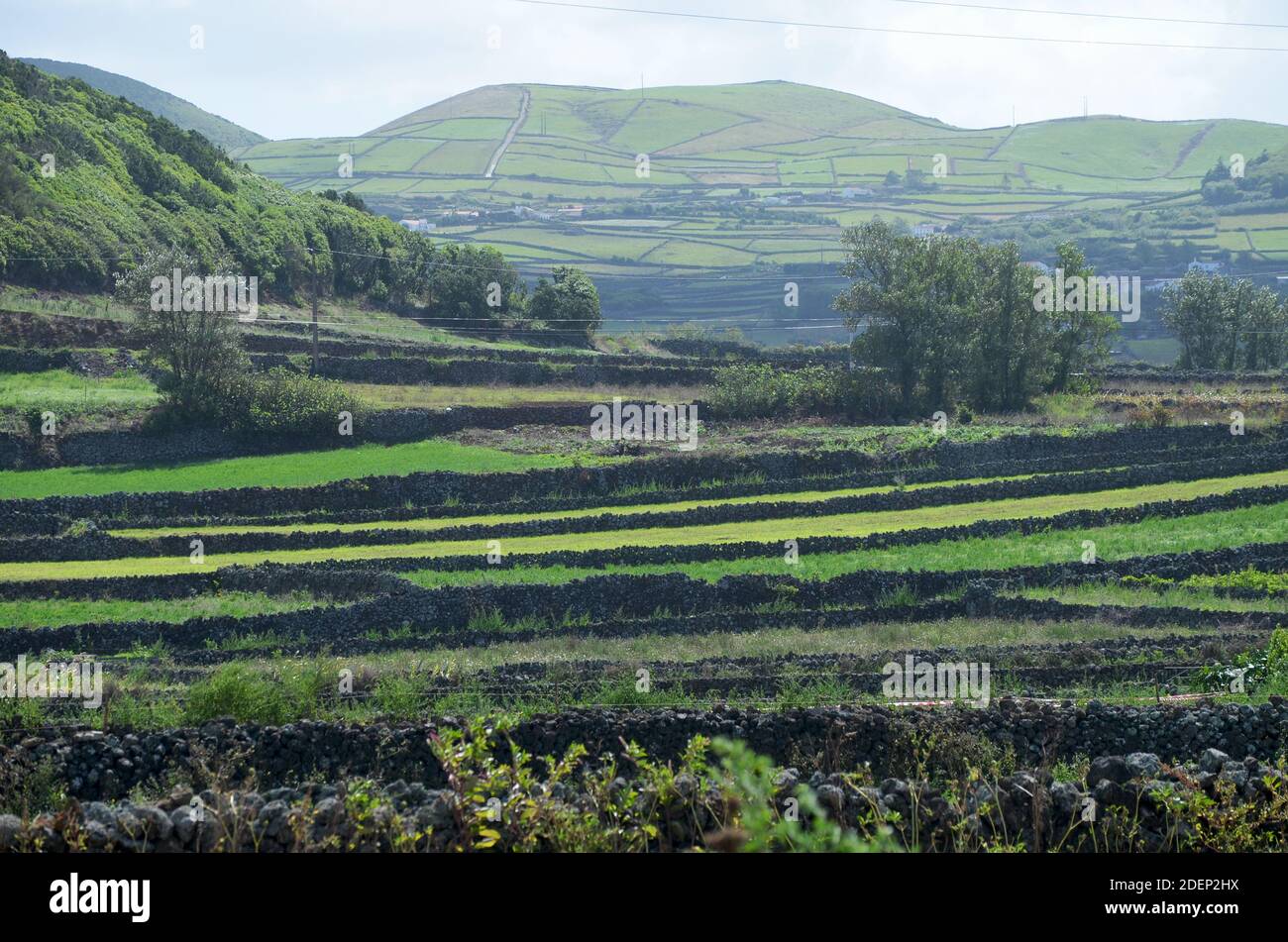 Rural landscapes in Graciosa island, Azores archipelago, Portugal Stock ...